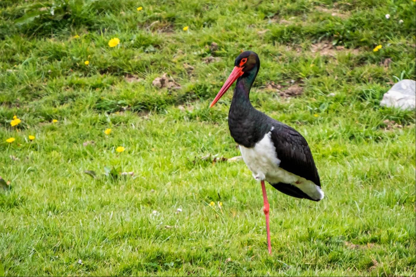 Flora and fauna - Belgium → East Belgium