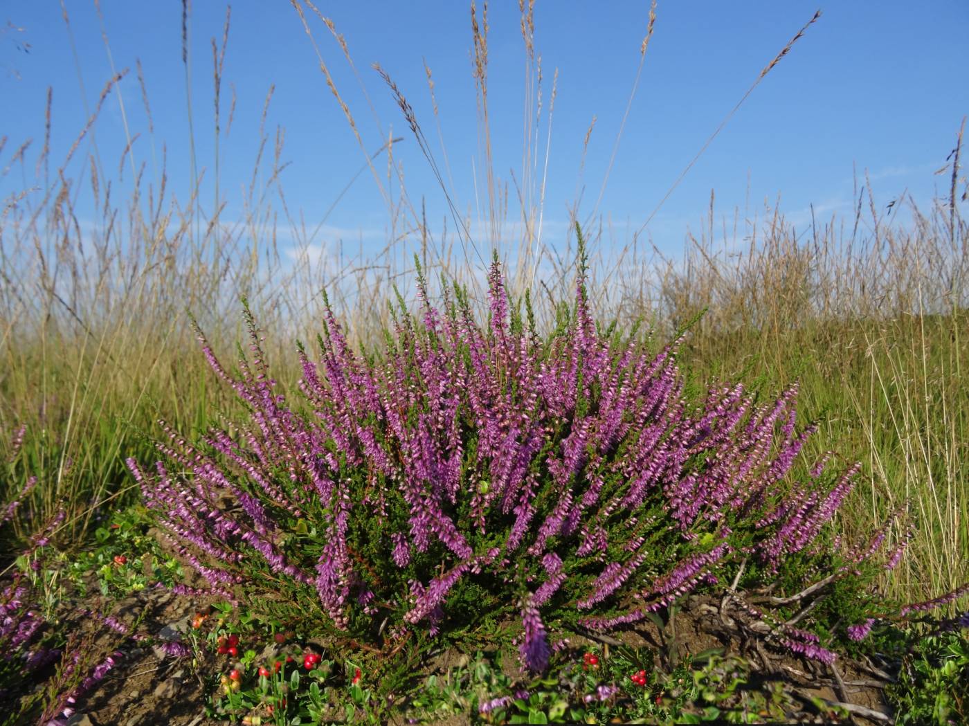 Flora and fauna - Belgium → East Belgium
