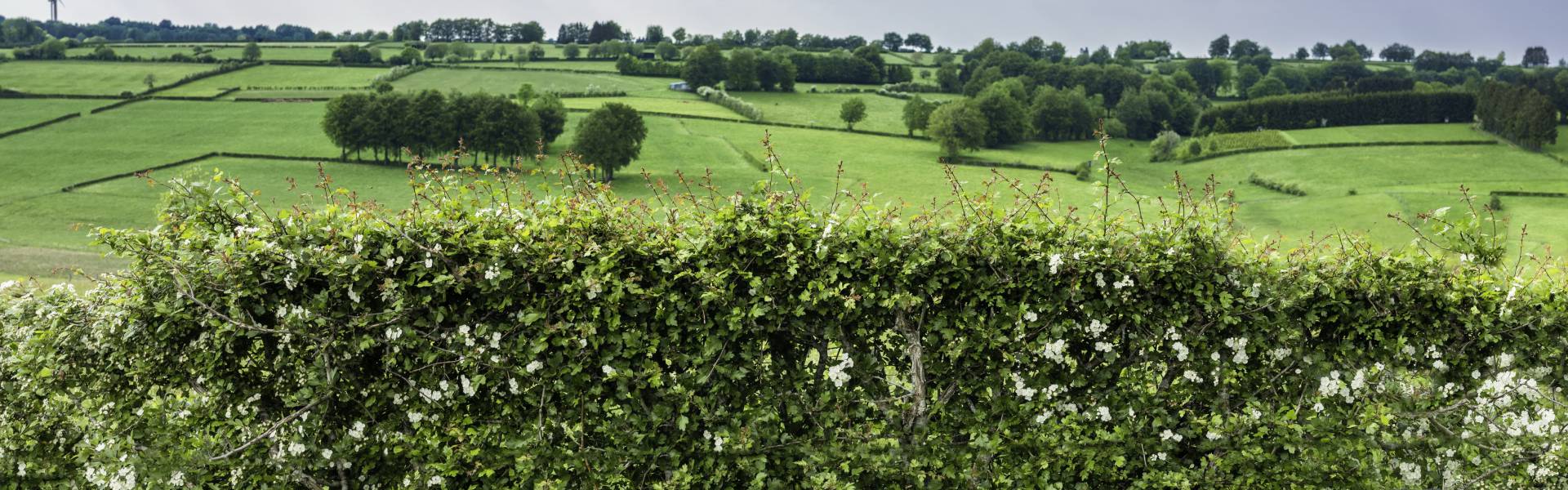 Arten von Hecken in den Randgebieten des Hohen Venns - Ostbelgien